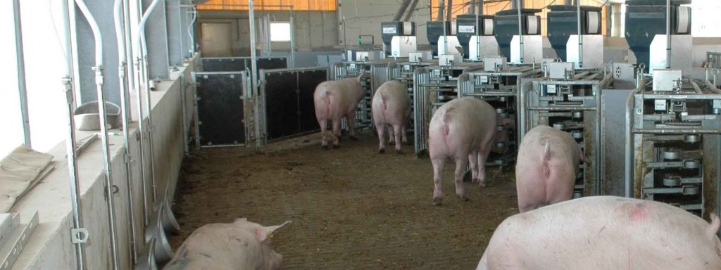 Sow Feeding | Jenisys