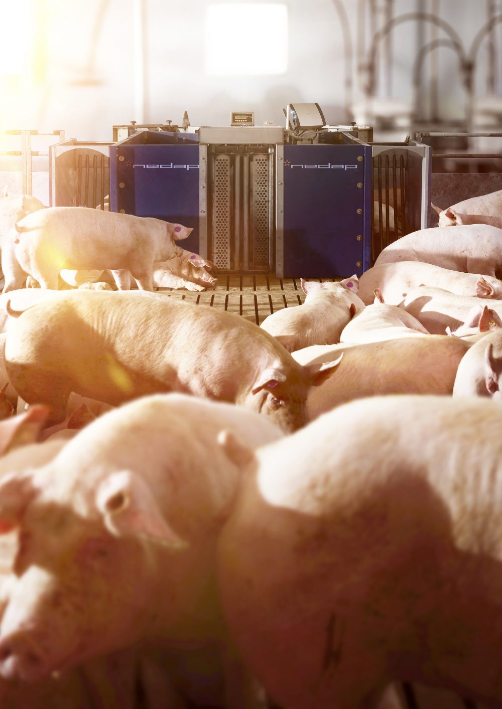 Pig Sorting | Jenisys